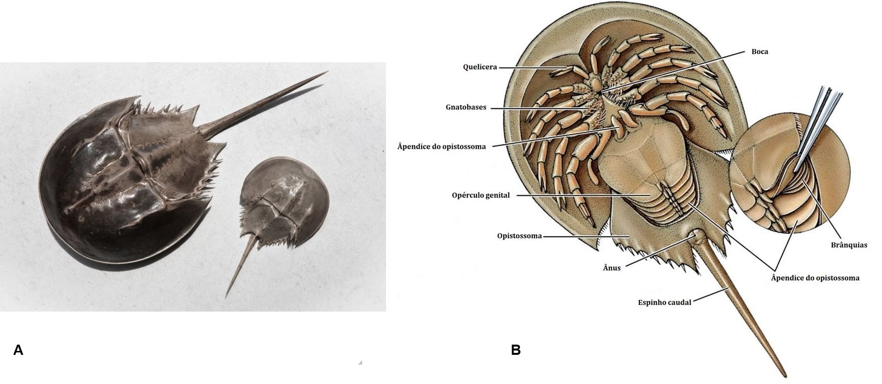 Ficha n.º 10 – Sistema circulatório e respiratório do límulo azul ...