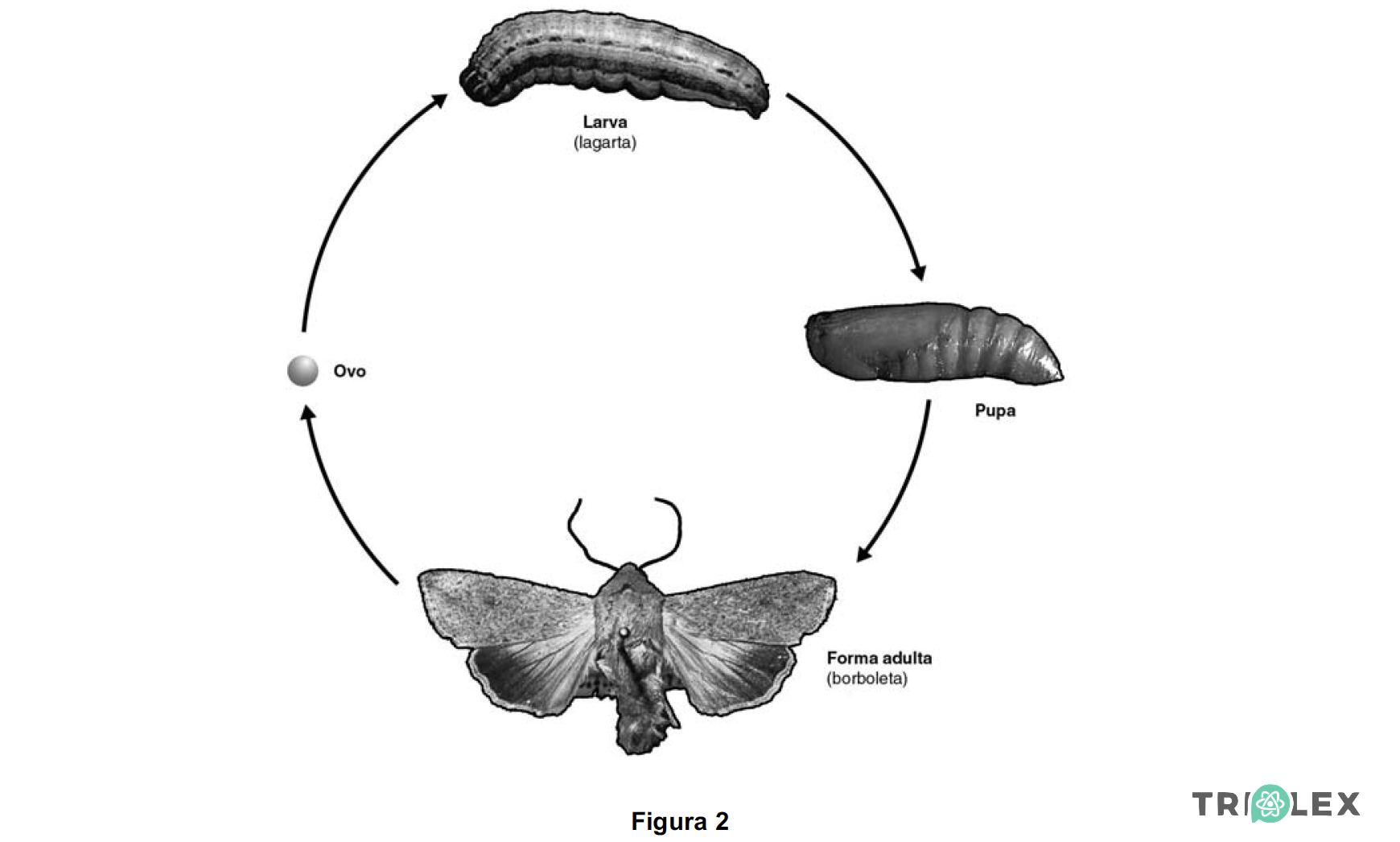 2007 – 1ª Fase – Prova Escrita de Biologia e Geologia – Classion