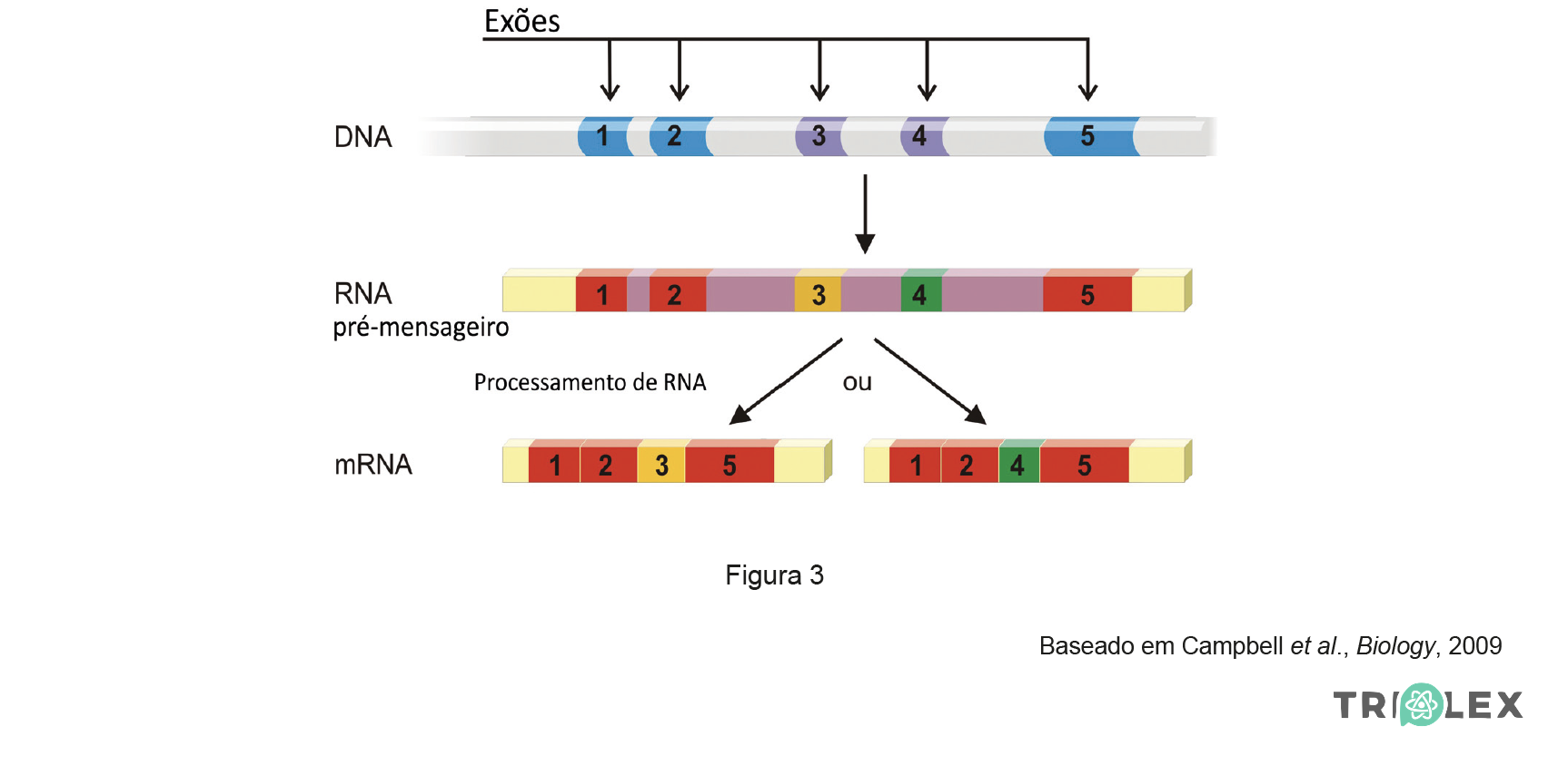 2011 – 1ª Fase – Prova Escrita de Biologia e Geologia – Classion
